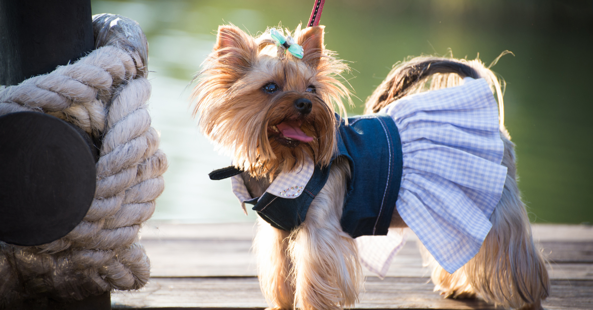 Paw-some Elegance: Adorable Fashion Trends with Dogs in Dresses!