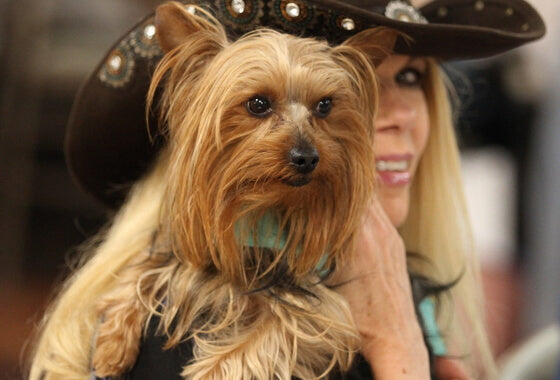 Sir Rock Cosmo (Yorkie) x Susan Lanci Designs