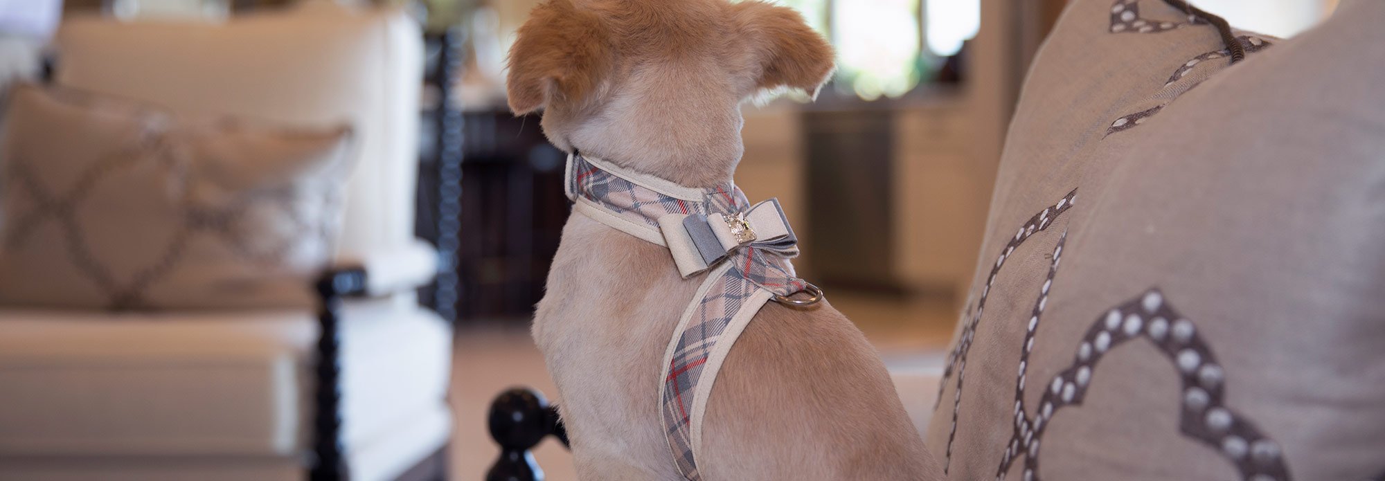 Scotty Plaid Dog Accessories: Tartan Collars, Leashes, & More