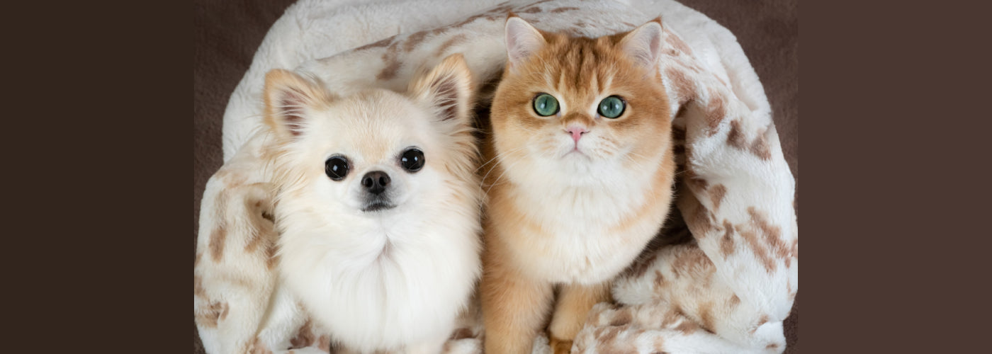 Cat Cuddle Cups | Cat Sleeping Beds | Susan Lanci Designs