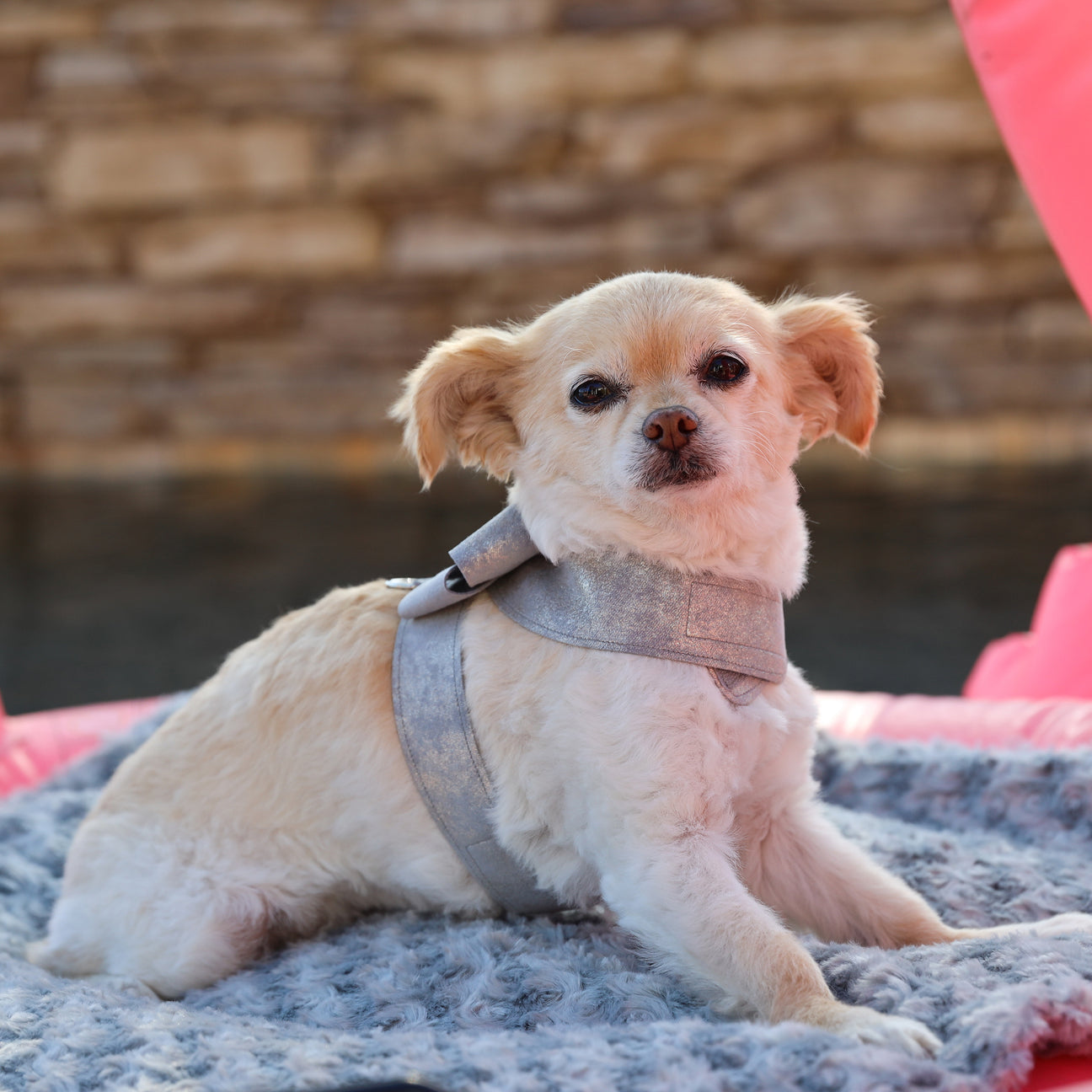 Dog Beds, Blankets & Cuddle Cups | Susan Lanci Designs Page 3